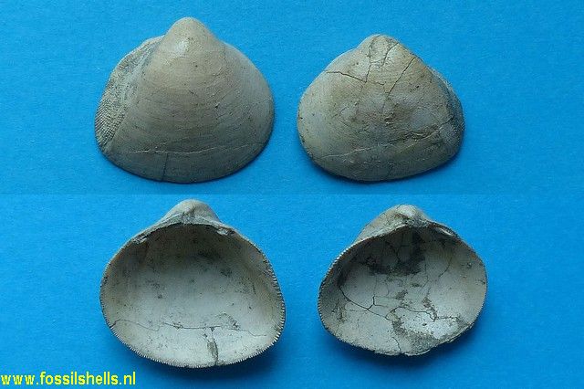 International Fossil Shell Museum - Foundation for the study of shells ...