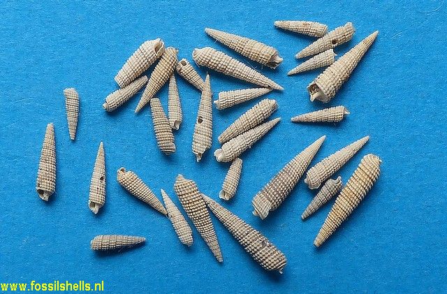 International Fossil Shell Museum - Foundation for the study of shells ...