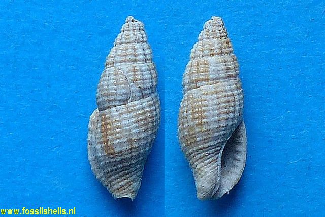 International Fossil Shell Museum - Foundation for the study of shells ...