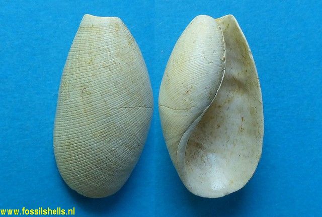 International Fossil Shell Museum - Foundation for the study of shells ...