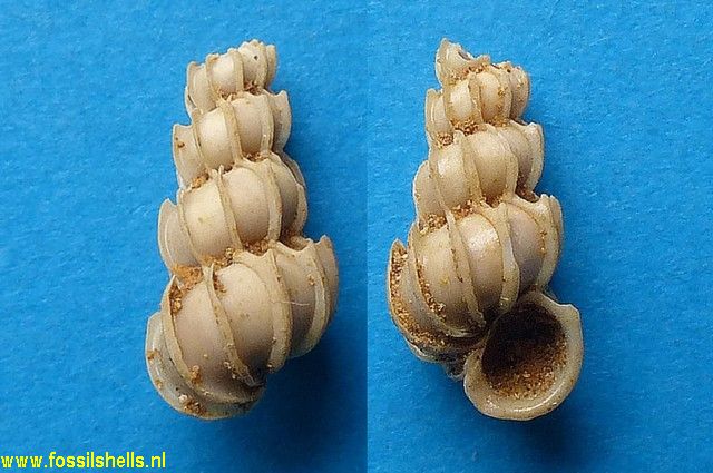 International Fossil Shell Museum - Foundation for the study of shells, fossil and recent