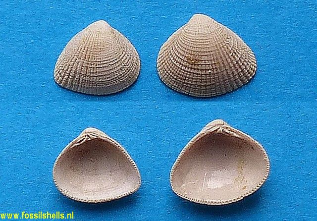 International Fossil Shell Museum - Foundation for the study of shells ...