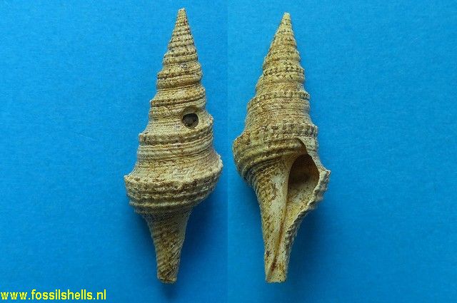 International Fossil Shell Museum - Foundation for the study of shells, fossil and recent