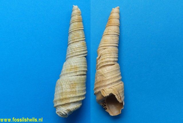 International Fossil Shell Museum - Foundation for the study of shells ...