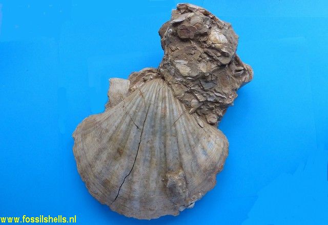 International Fossil Shell Museum - Foundation for the study of shells ...