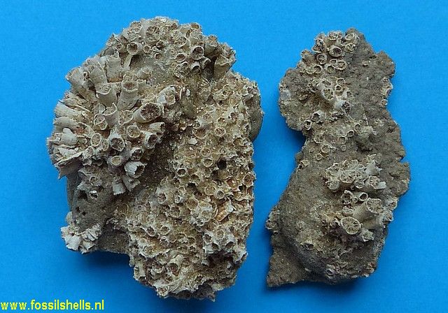 International Fossil Shell Museum - Foundation for the study of shells ...