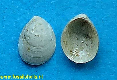 International Fossil Shell Museum - Foundation for the study of shells ...