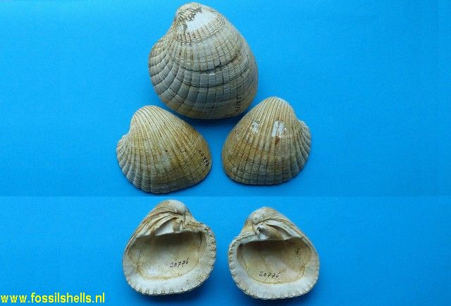 International Fossil Shell Museum - Foundation for the study of shells ...