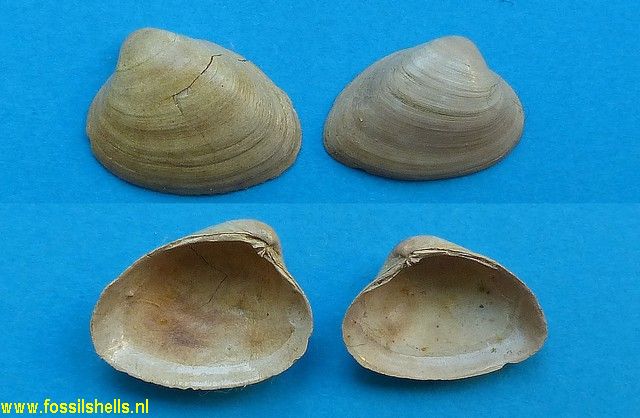 International Fossil Shell Museum - Foundation for the study of shells ...