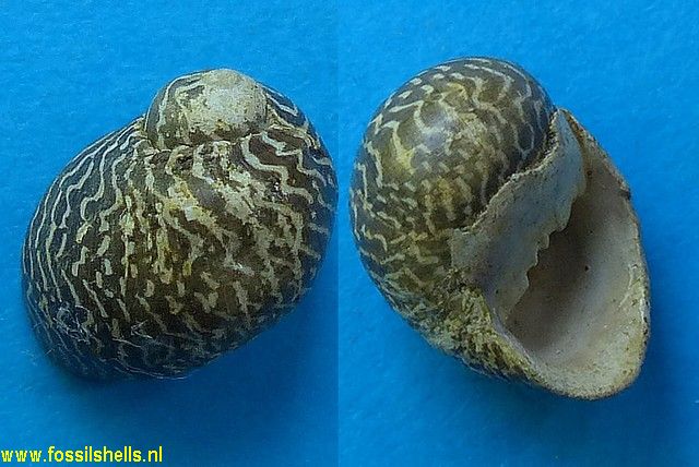 International Fossil Shell Museum - Foundation for the study of shells ...