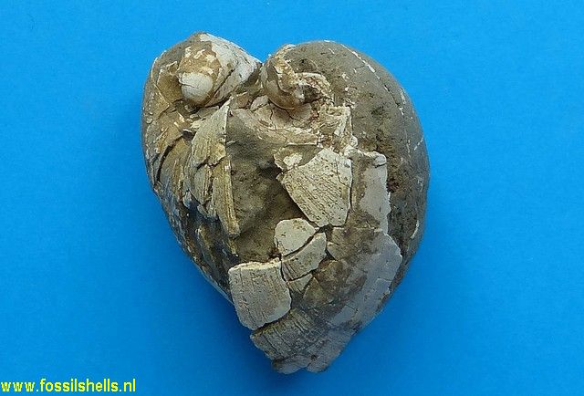 International Fossil Shell Museum - Foundation for the study of shells ...