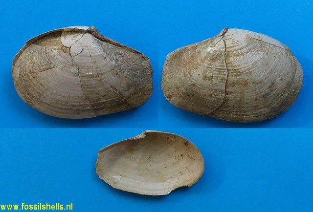 International Fossil Shell Museum - Foundation for the study of shells ...