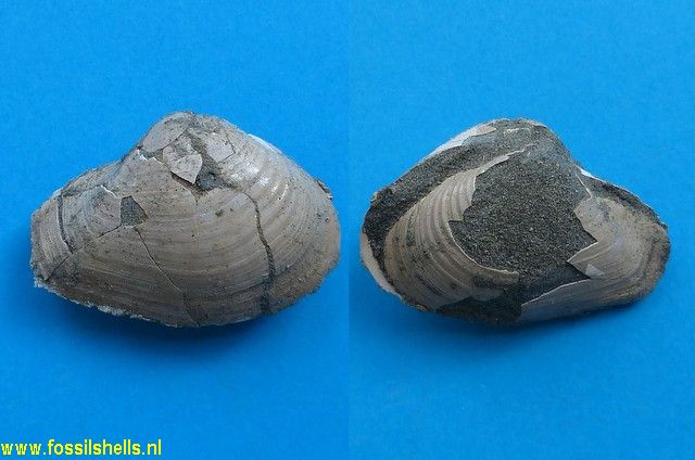 International Fossil Shell Museum - Foundation for the study of shells ...