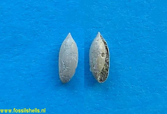 International Fossil Shell Museum - Foundation for the study of shells ...