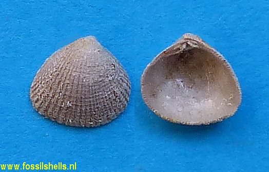 International Fossil Shell Museum - Foundation for the study of shells ...