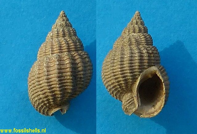 International Fossil Shell Museum - Foundation for the study of shells ...