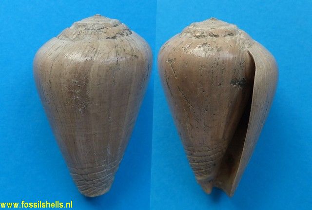 International Fossil Shell Museum - Foundation for the study of shells ...