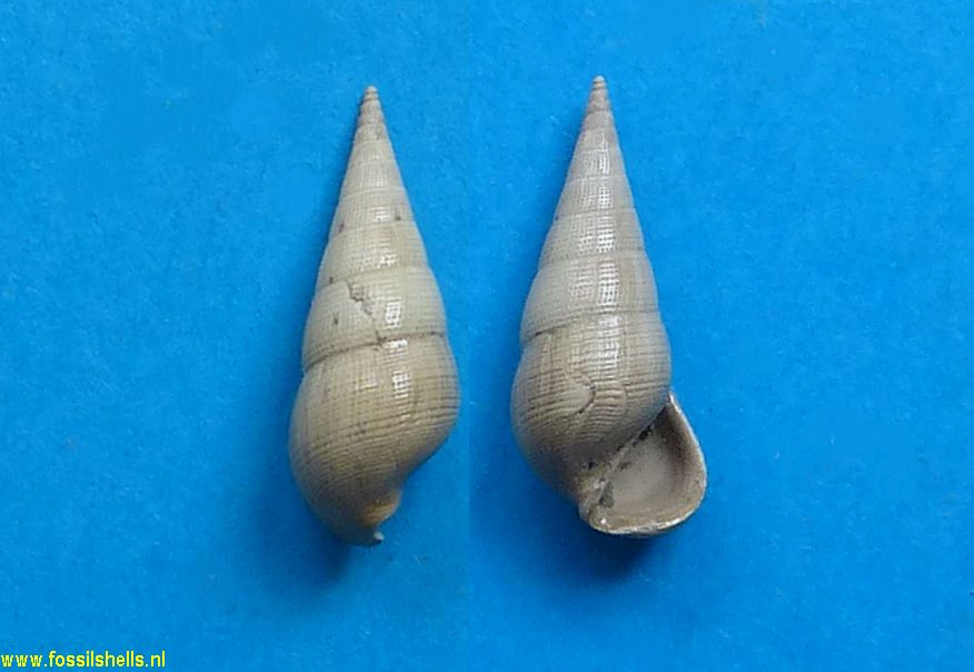 International Fossil Shell Museum - Foundation for the study of shells ...