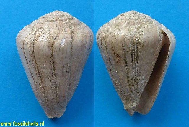 International Fossil Shell Museum - Foundation for the study of shells ...