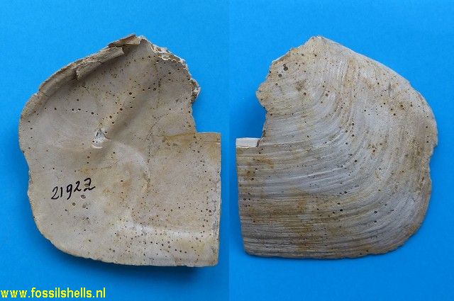 International Fossil Shell Museum - Foundation for the study of shells ...