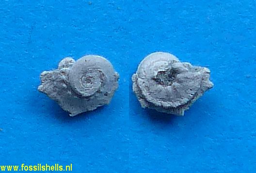 International Fossil Shell Museum - Foundation for the study of shells ...