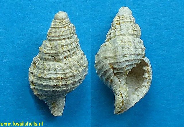 International Fossil Shell Museum - Foundation for the study of shells ...