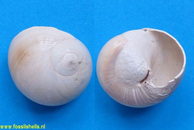 International Fossil Shell Museum - Foundation for the study of shells ...