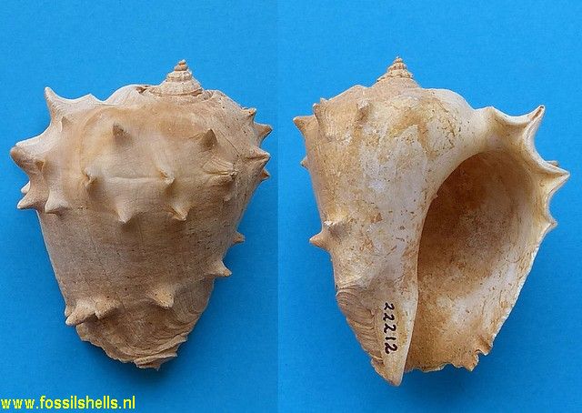 International Fossil Shell Museum - Foundation for the study of shells ...