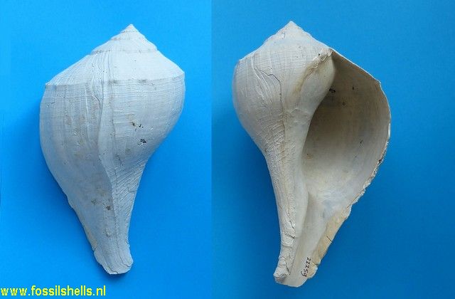 International Fossil Shell Museum - Foundation for the study of shells ...