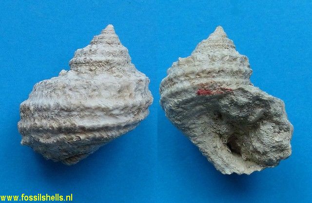 International Fossil Shell Museum - Foundation for the study of shells ...