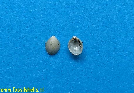 International Fossil Shell Museum - Foundation for the study of shells ...