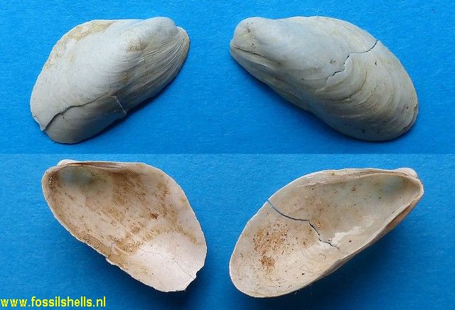 International Fossil Shell Museum - Foundation for the study of shells ...