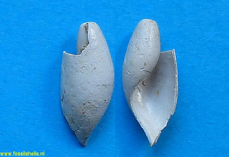 International Fossil Shell Museum - Foundation for the study of shells ...