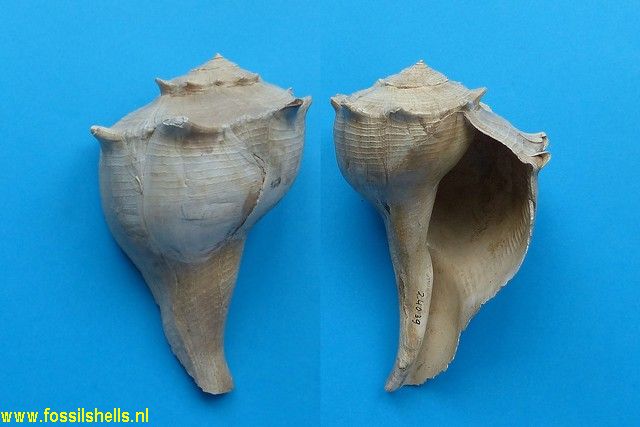 International Fossil Shell Museum - Foundation for the study of shells ...