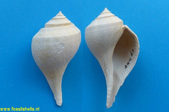 International Fossil Shell Museum - Foundation for the study of shells ...