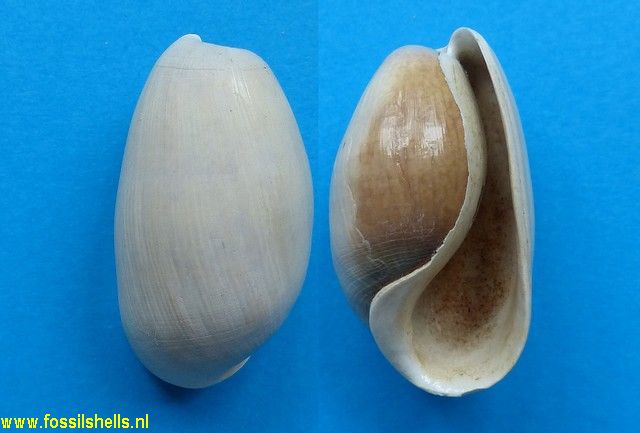 International Fossil Shell Museum - Foundation for the study of shells ...