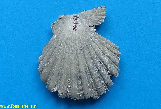 International Fossil Shell Museum - Foundation for the study of shells ...