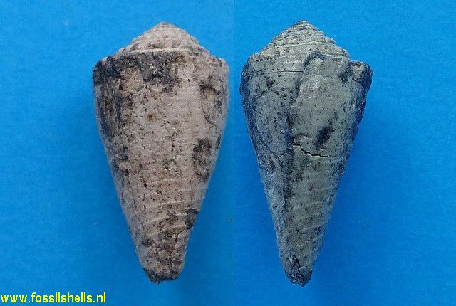 International Fossil Shell Museum - Foundation for the study of shells ...