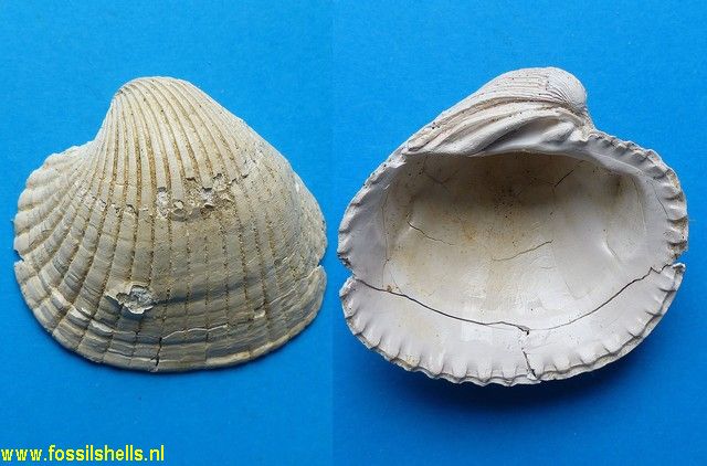 International Fossil Shell Museum - Foundation for the study of shells ...