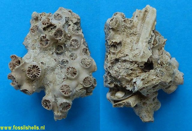International Fossil Shell Museum - Foundation for the study of shells ...
