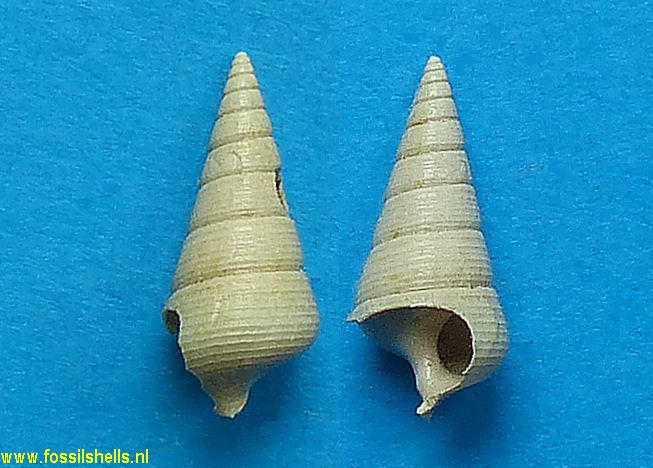 International Fossil Shell Museum - Foundation for the study of shells ...