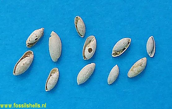 International Fossil Shell Museum - Foundation for the study of shells ...
