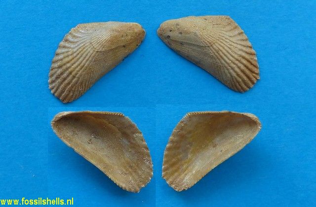International Fossil Shell Museum - Foundation for the study of shells ...