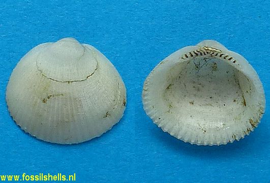 International Fossil Shell Museum - Foundation for the study of shells ...