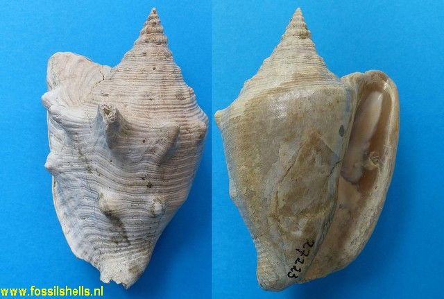 International Fossil Shell Museum - Foundation for the study of shells ...