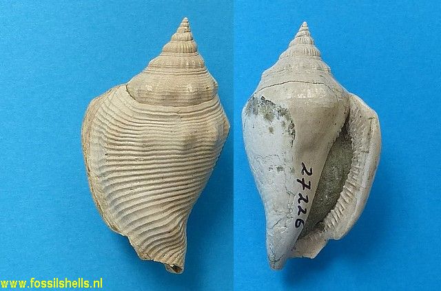 International Fossil Shell Museum - Foundation for the study of shells ...