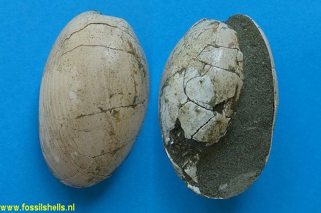 International Fossil Shell Museum - Foundation for the study of shells ...