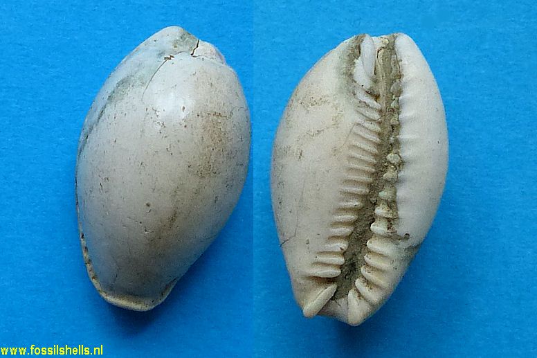 International Fossil Shell Museum - Foundation for the study of shells ...