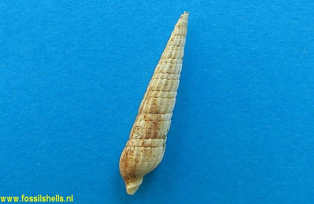 International Fossil Shell Museum - Foundation for the study of shells ...