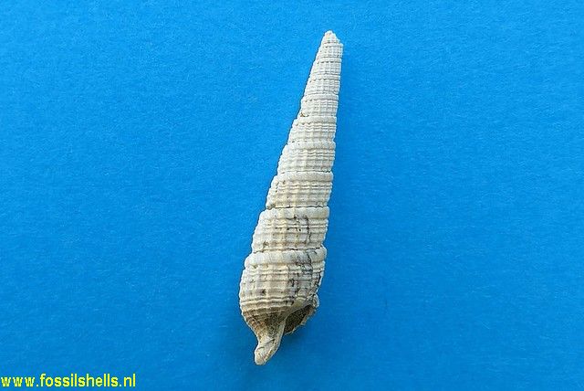 International Fossil Shell Museum - Foundation for the study of shells ...